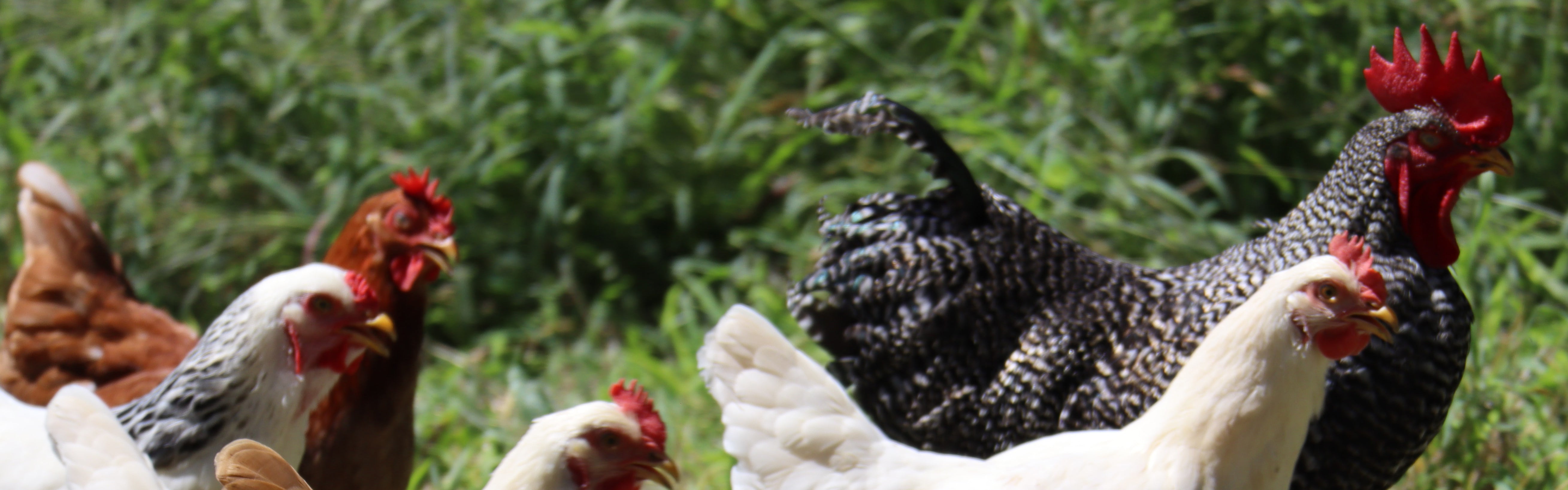 POULTRY – Tagged "FOOD"